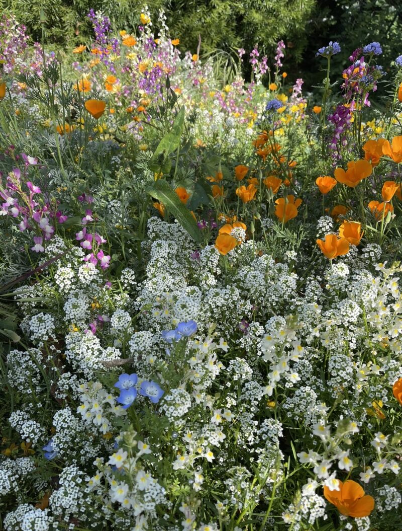 Starting a Wildflower Garden: Tips and Tricks - A Vintage Splendor